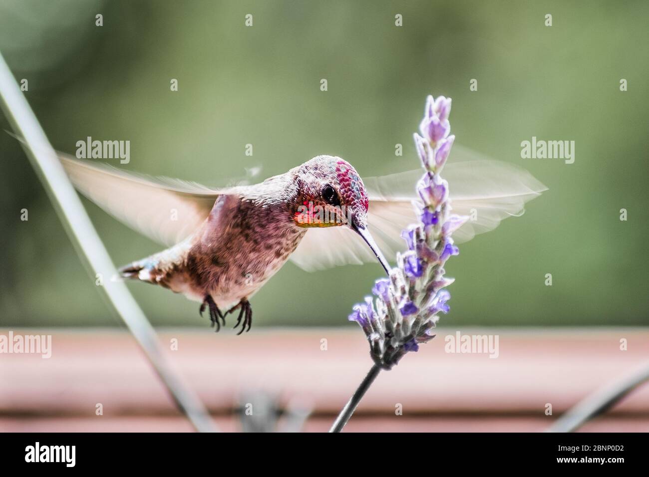 Close up of male Anna's Hummingbird drinking nectar from a French ...