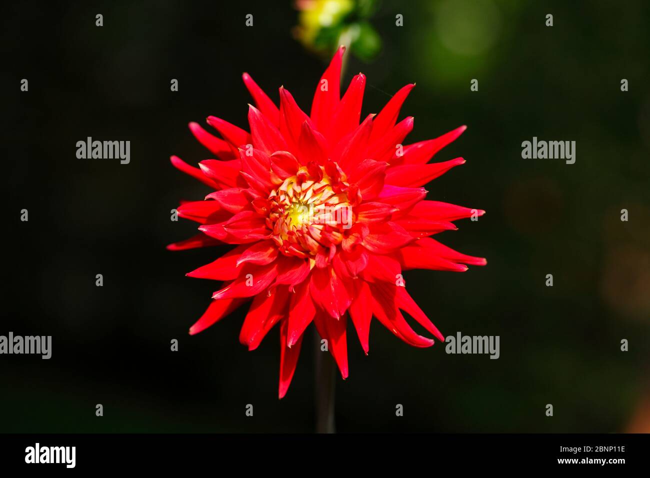 Red flowering dahlia, Germany, Europe Stock Photo - Alamy