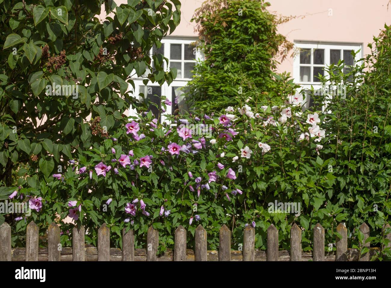 Hibiscus flowers and wooden garden fence hi-res stock photography and ...