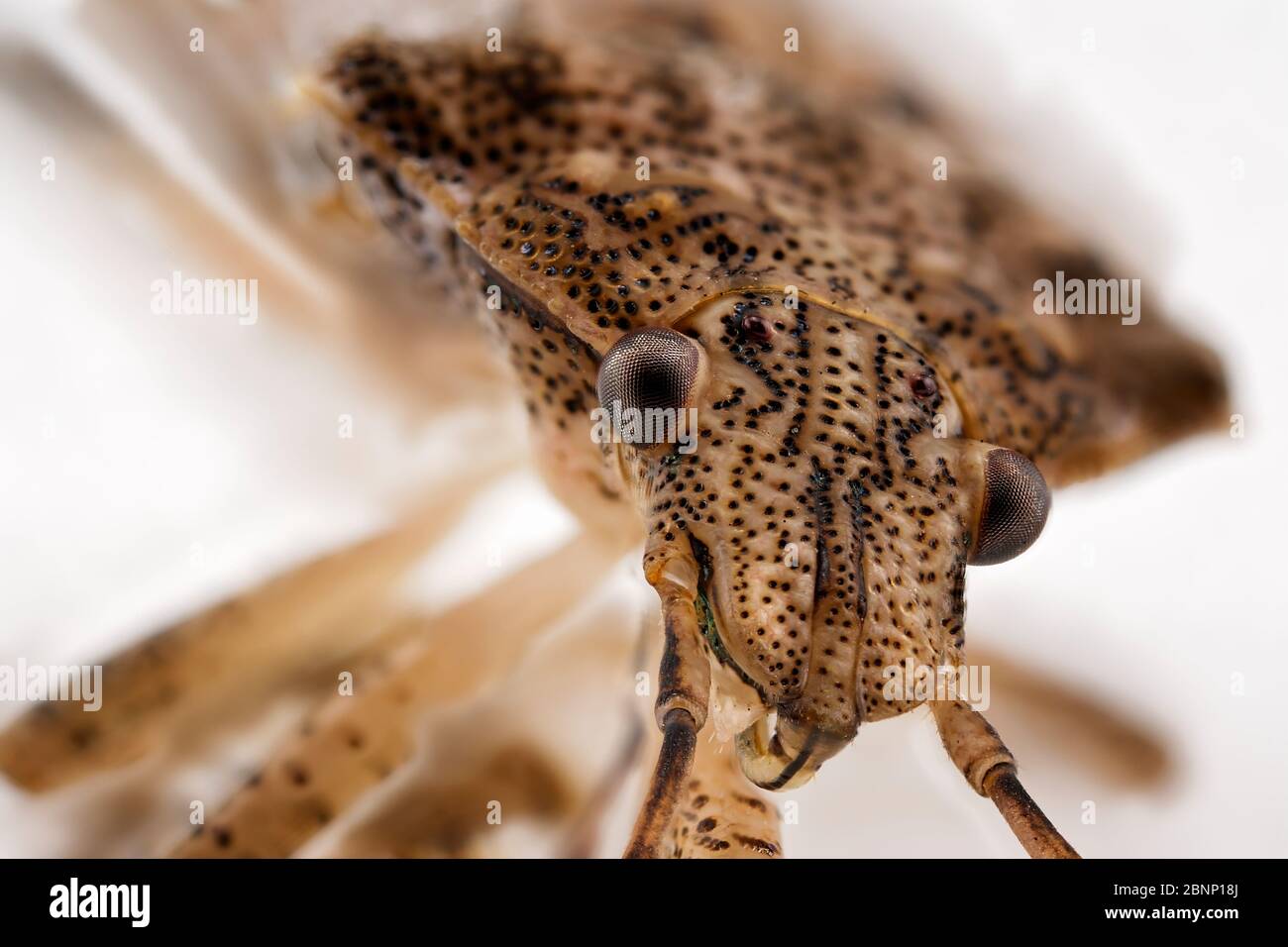 ltra macro close up of a Small Brown Stink Bug Stock Photo - Alamy