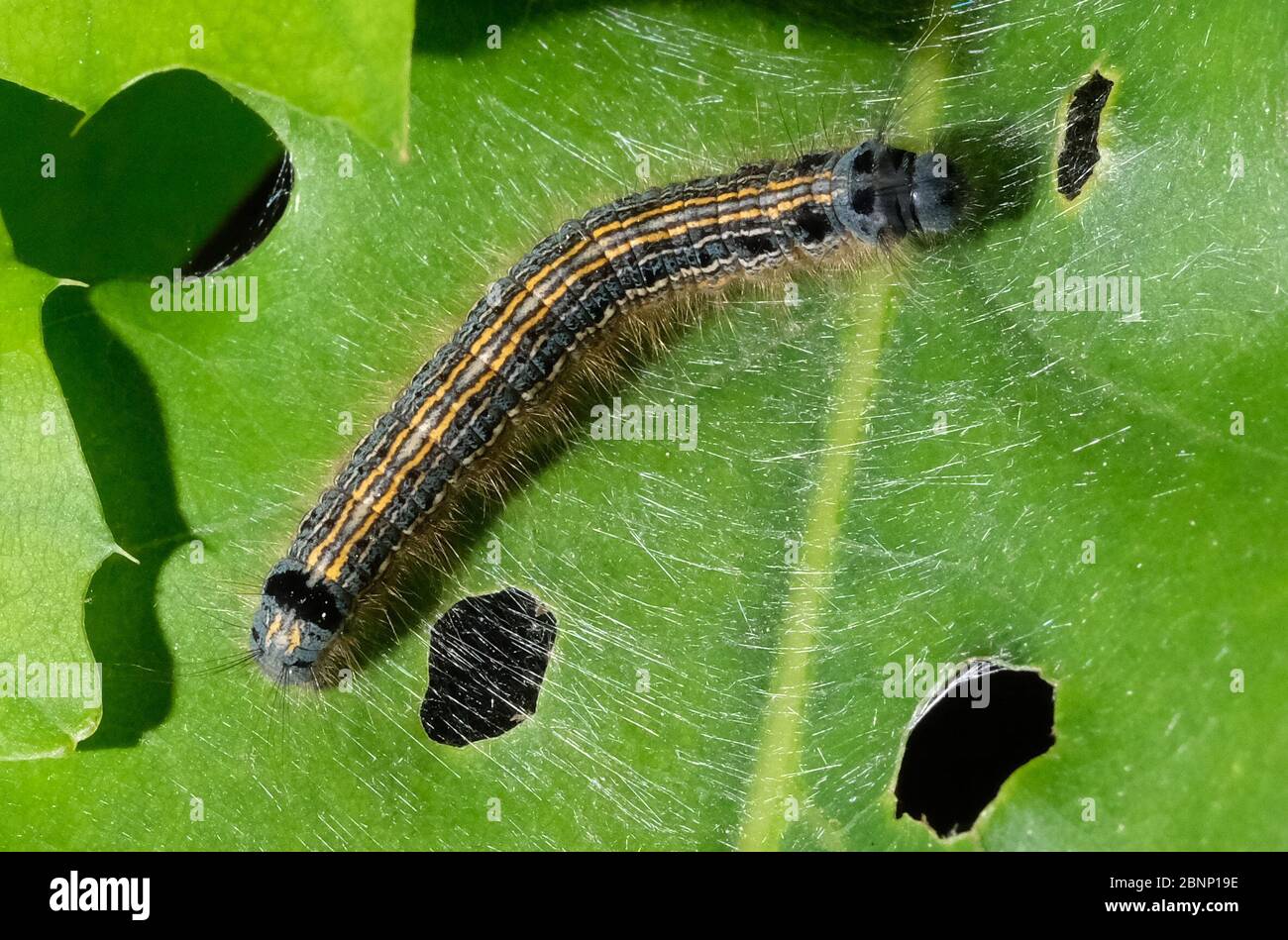 Sponge Moth High Resolution Stock Photography and Images - Alamy