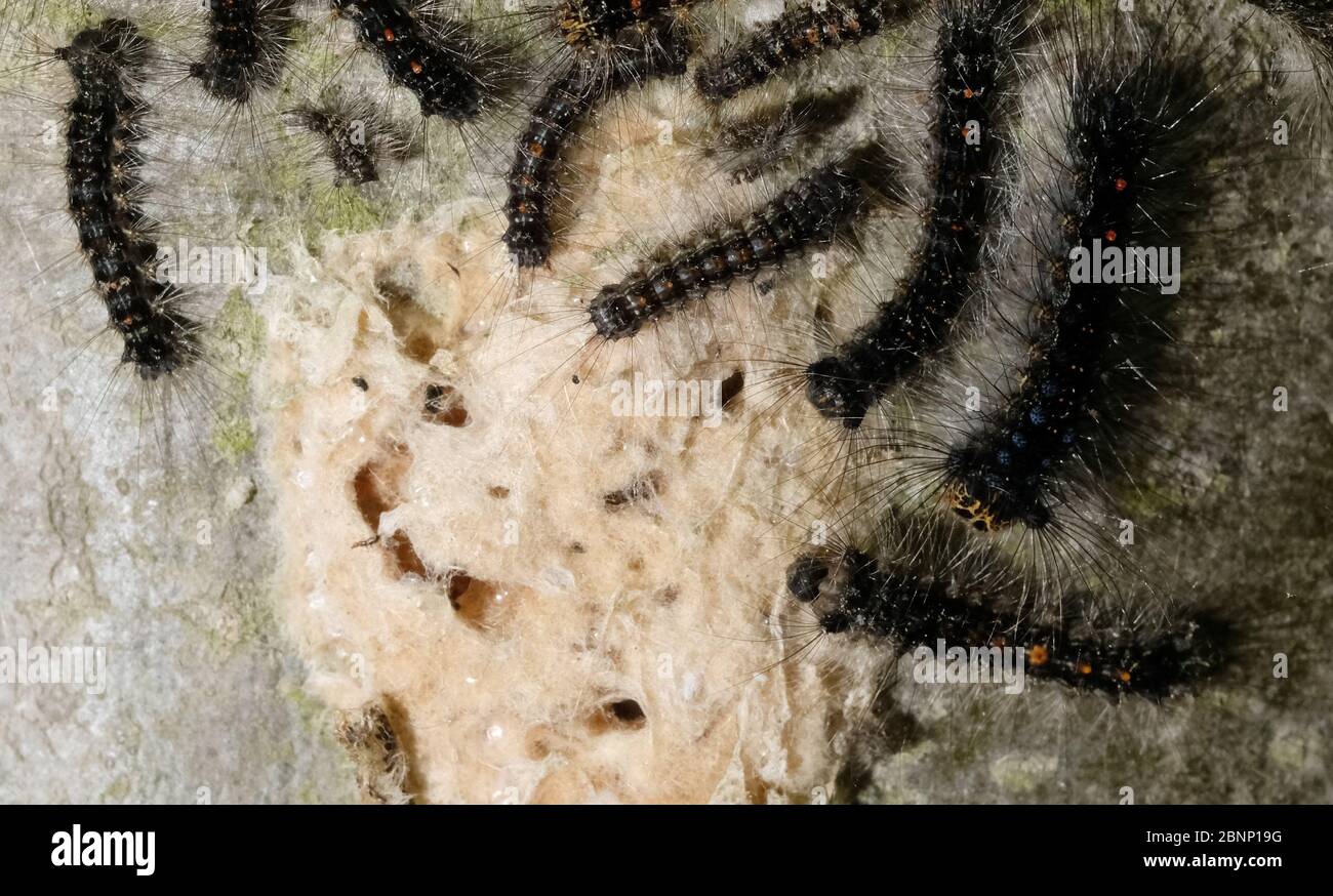 Caterpillars of the sponge moth hi-res stock photography and images - Alamy
