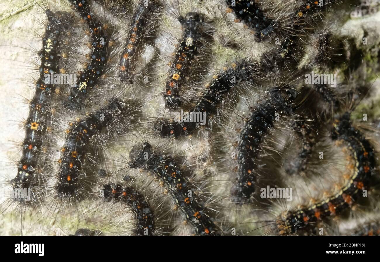 Caterpillars of the sponge moth hi-res stock photography and images - Alamy