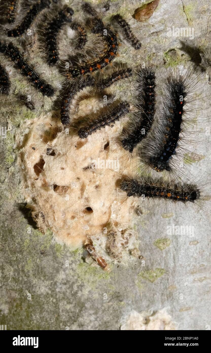 Caterpillars of the sponge moth hi-res stock photography and images - Alamy