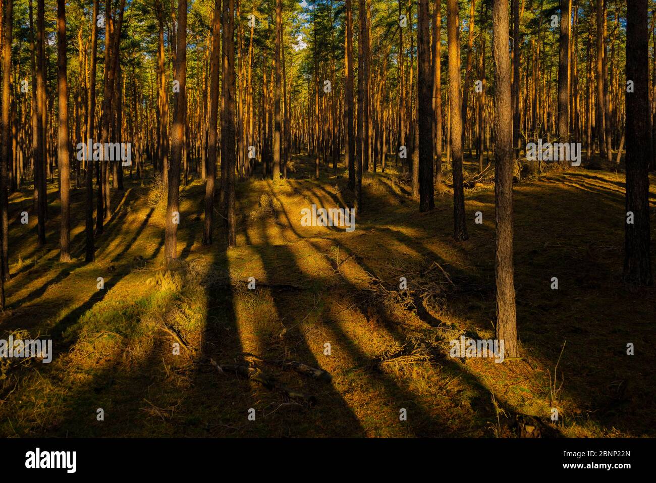 Shadows forest hi-res stock photography and images - Alamy
