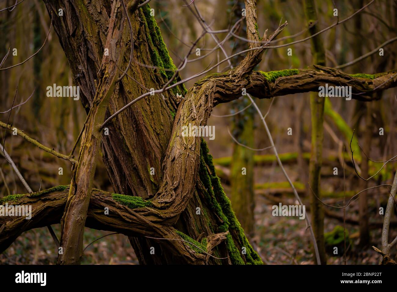 Crooked-grown black locust in the forest Stock Photo - Alamy