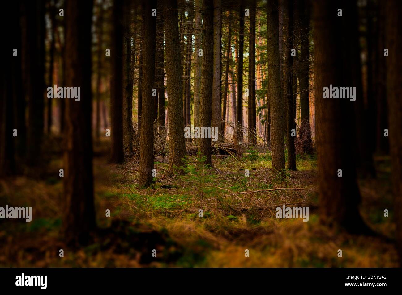Spruce forest in Germany, a small young spruce trees grows between the ...