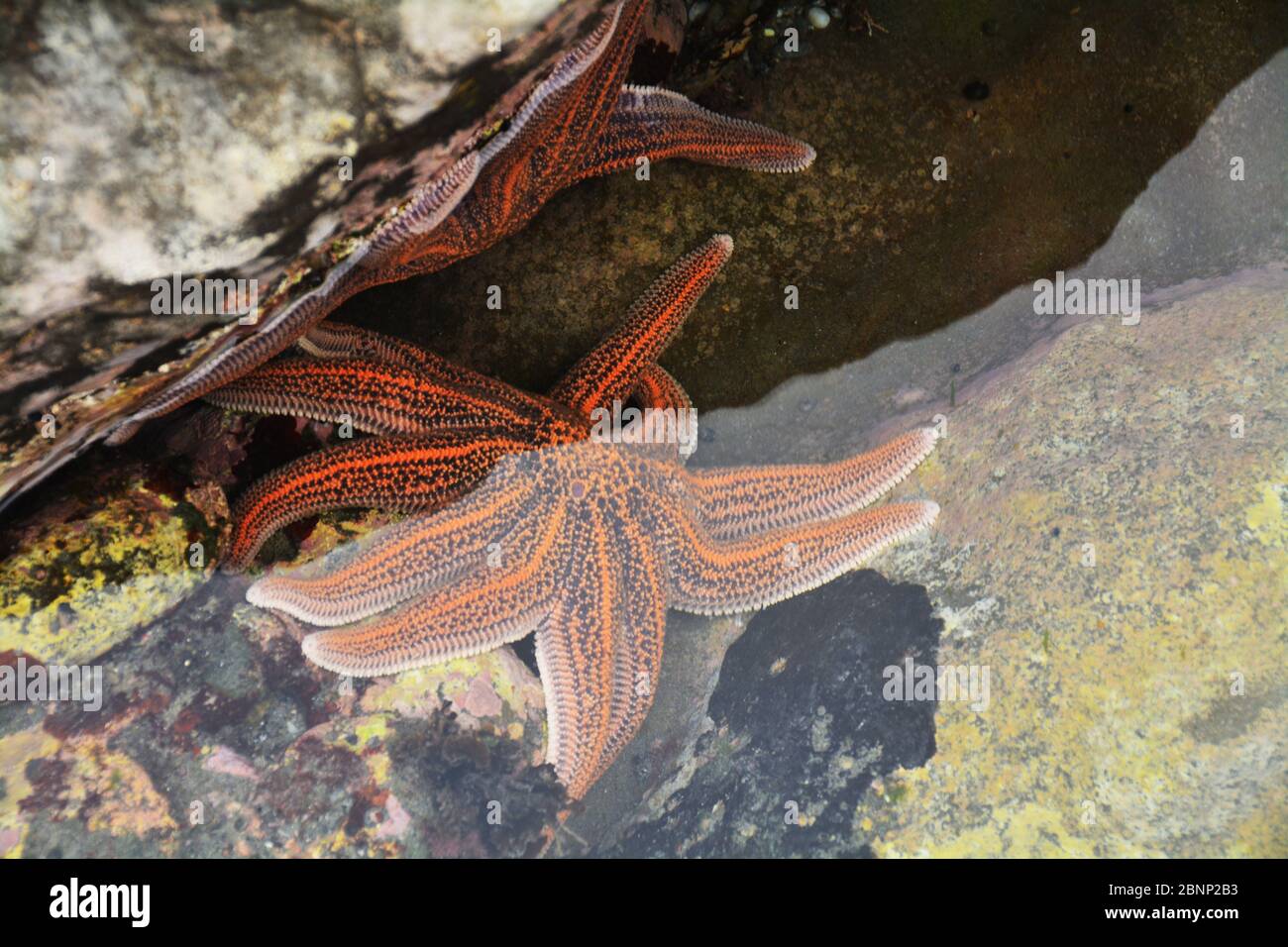 Starfish in water hi-res stock photography and images - Alamy