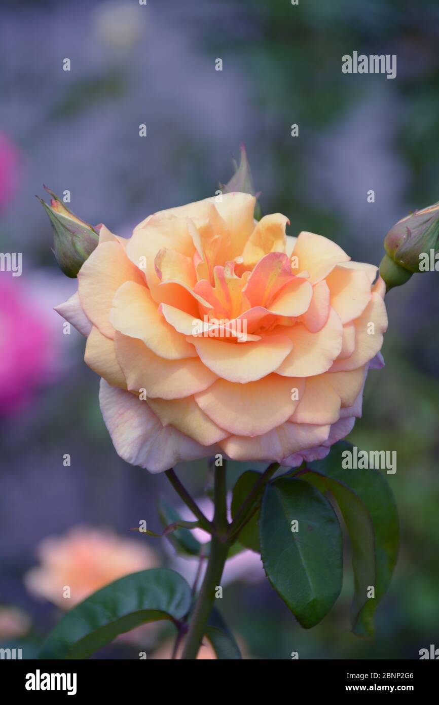 Yellow rose blue background hi-res stock photography and images - Alamy
