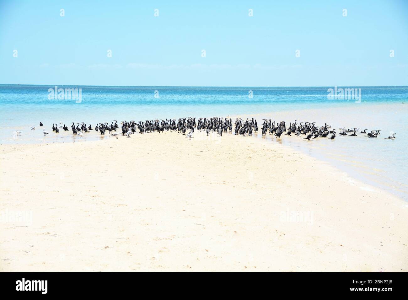 Birds on beach, Exmouth, Australia Stock Photo - Alamy