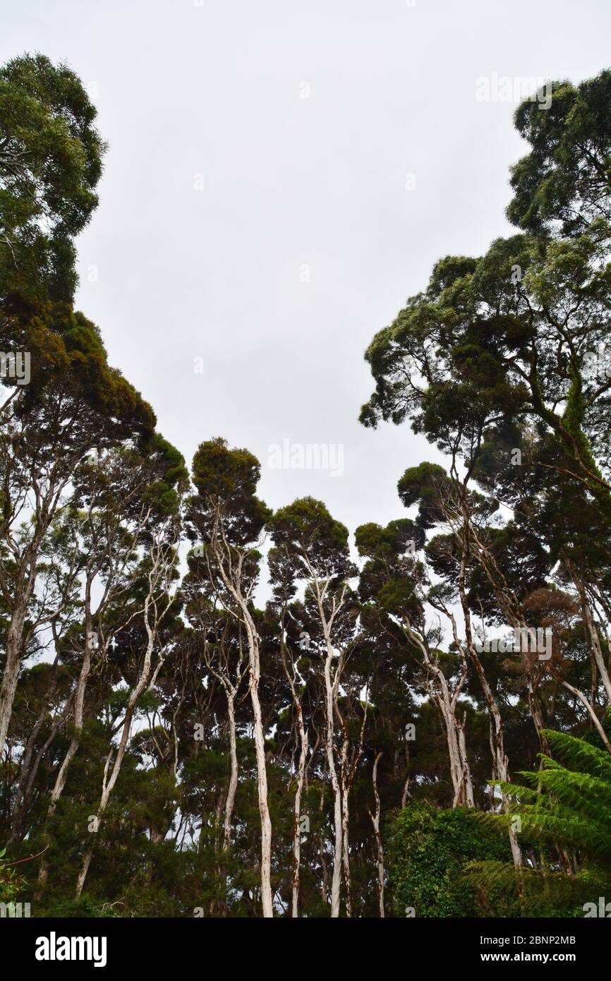 Australia, Tasmania, South-West National Park, Macquarie Harbour, trees ...