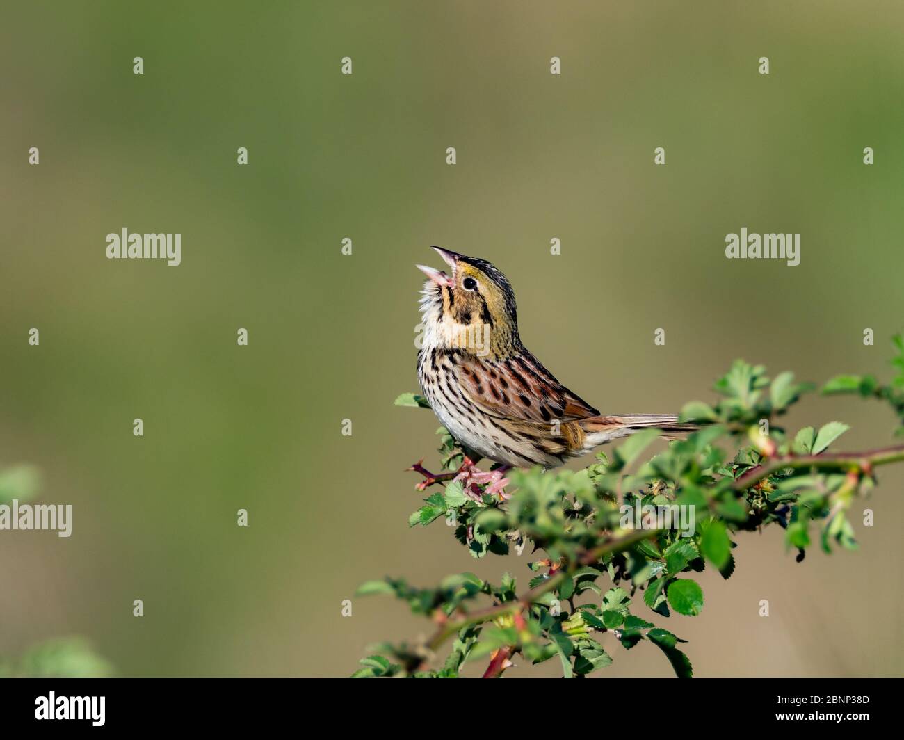 Henslow's sparrow, Ammodramus henslowii, in the grasslands of ...