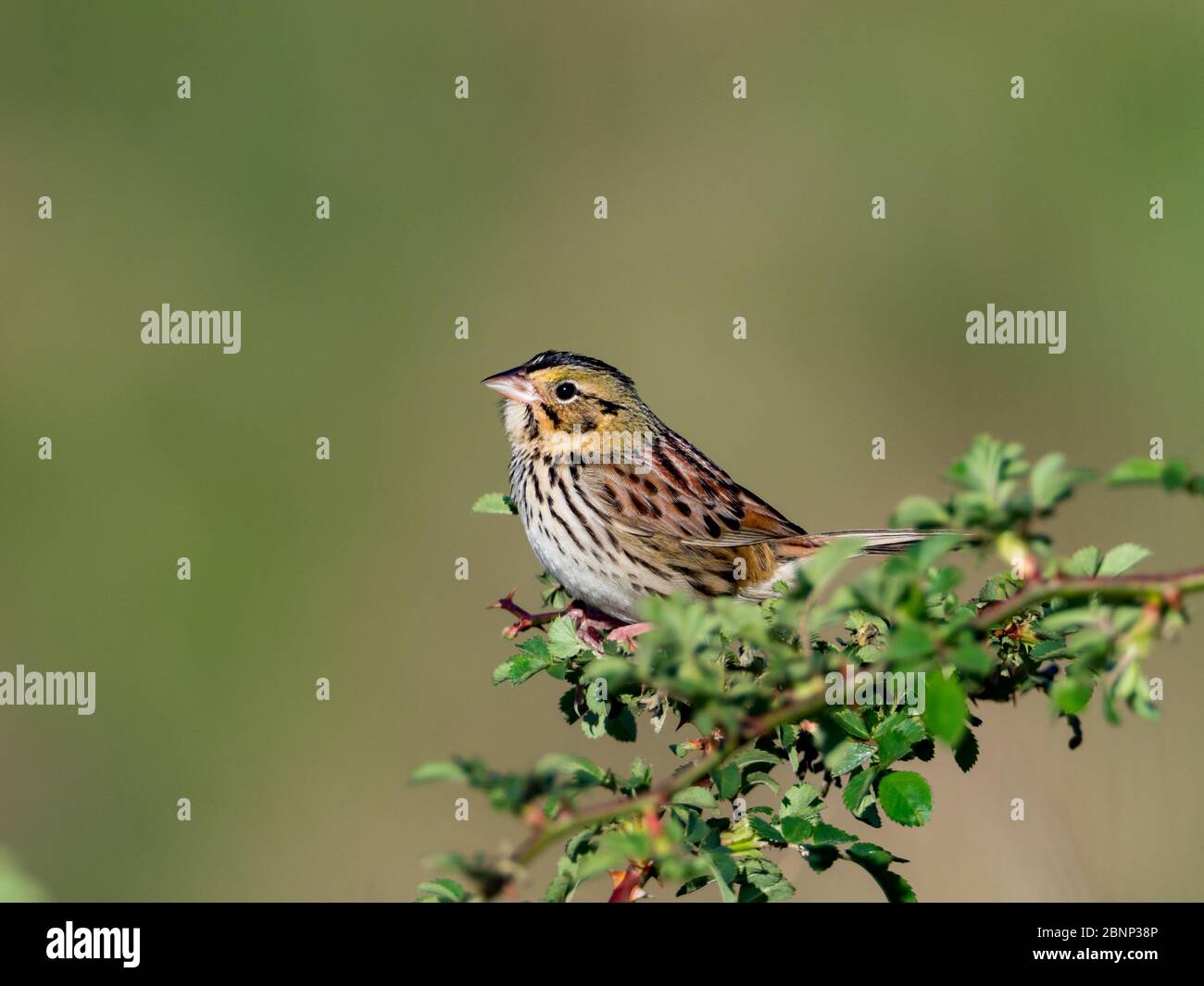 Henslow's sparrow, Ammodramus henslowii, in the grasslands of ...