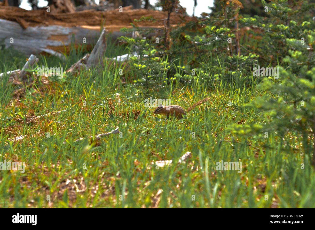 A chipmunk playing in the grass Stock Photo - Alamy
