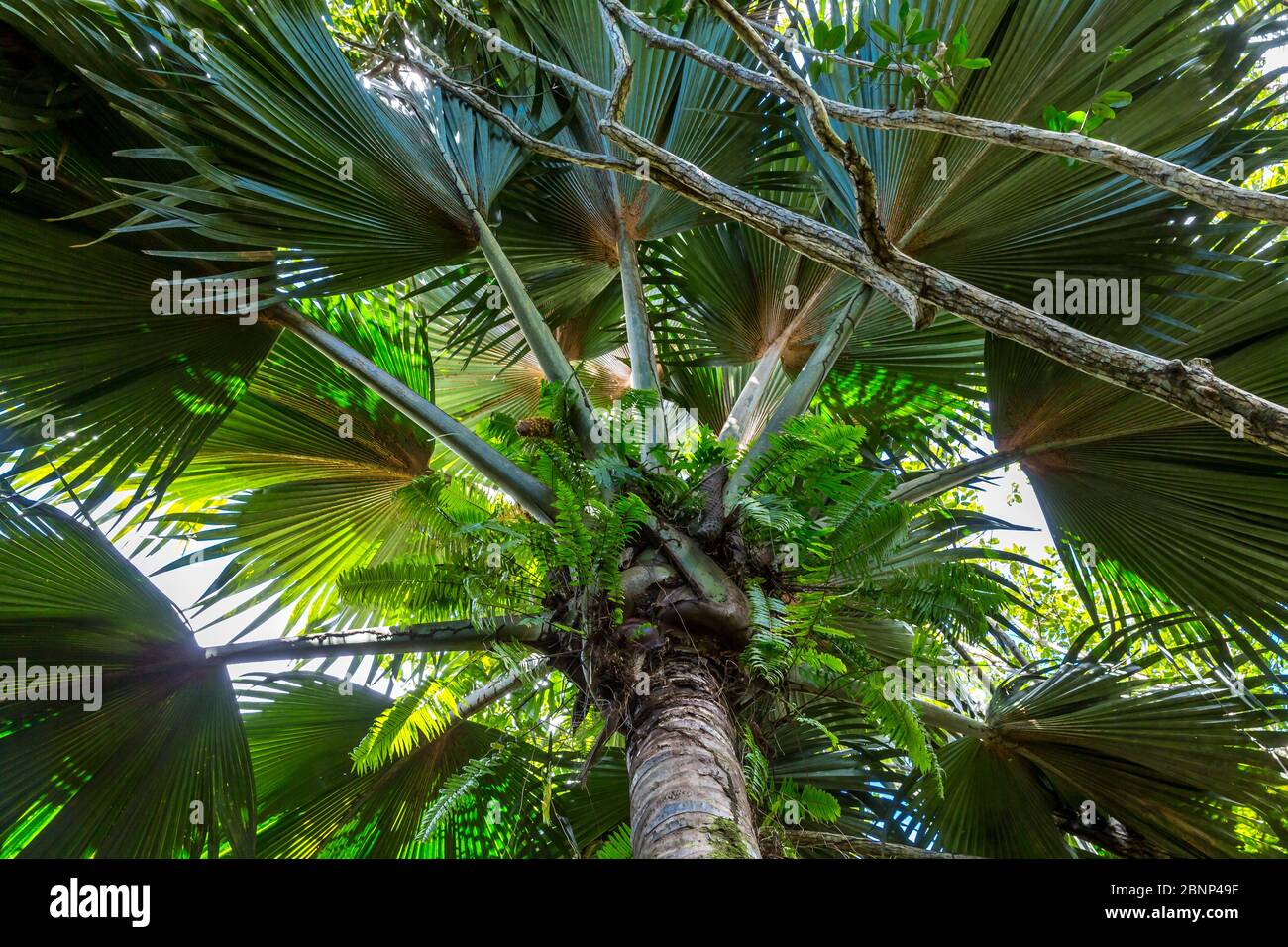 National plant of the seychelles hi-res stock photography and images ...