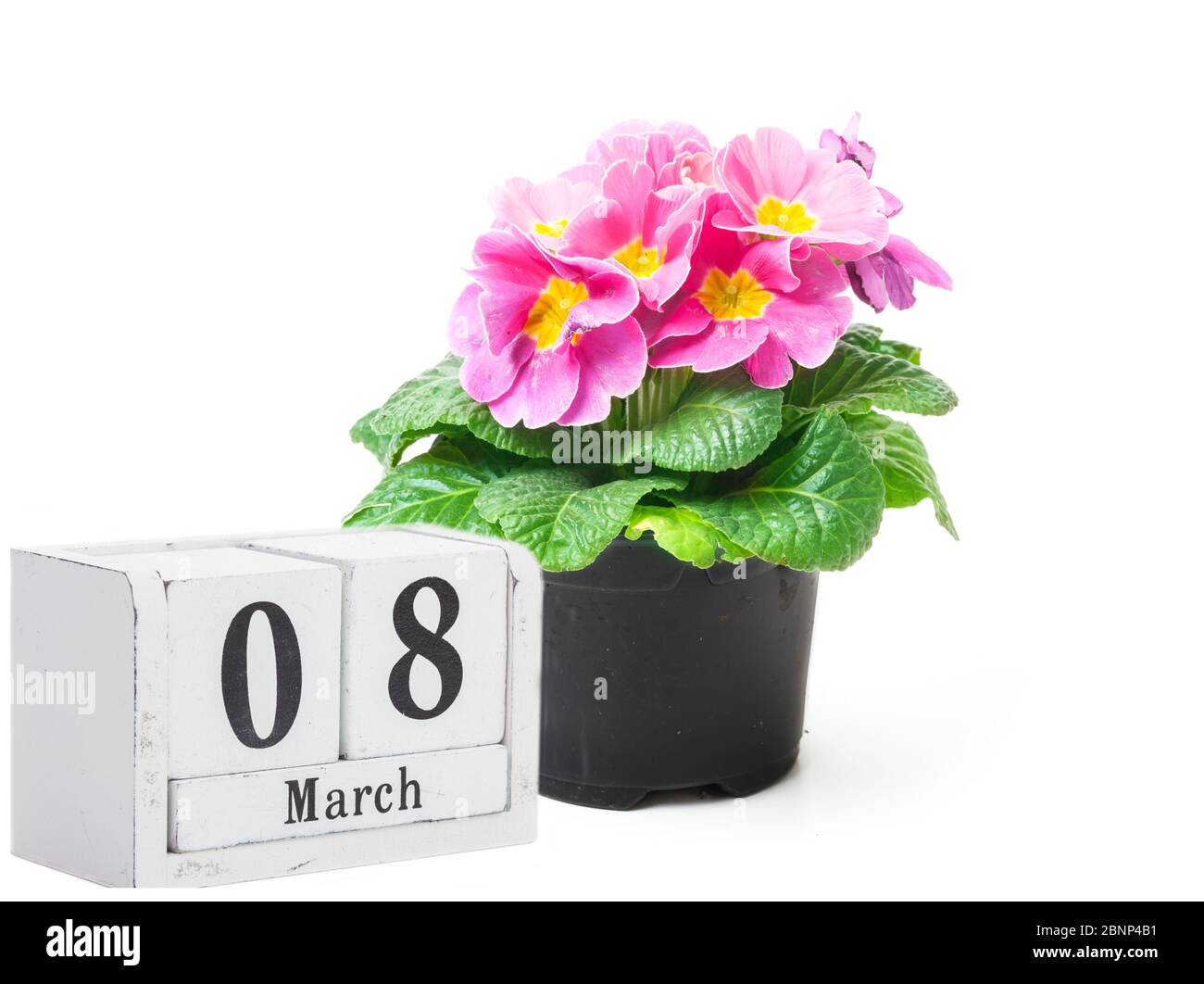 Rosy primrose hi-res stock photography and images - Alamy