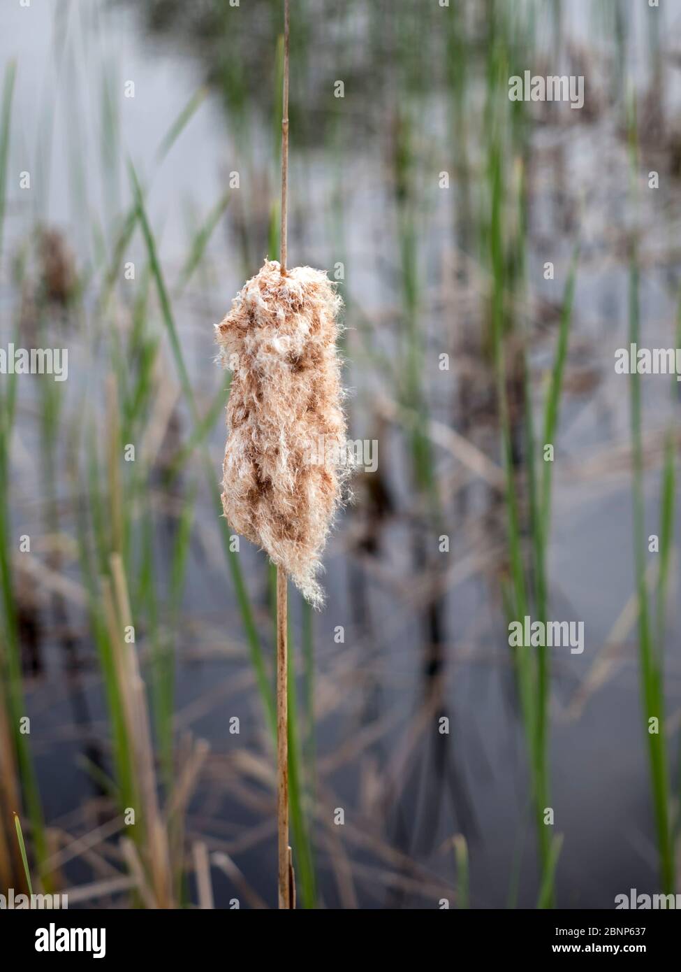 Fuzzy Plants High Resolution Stock Photography and Images - Alamy