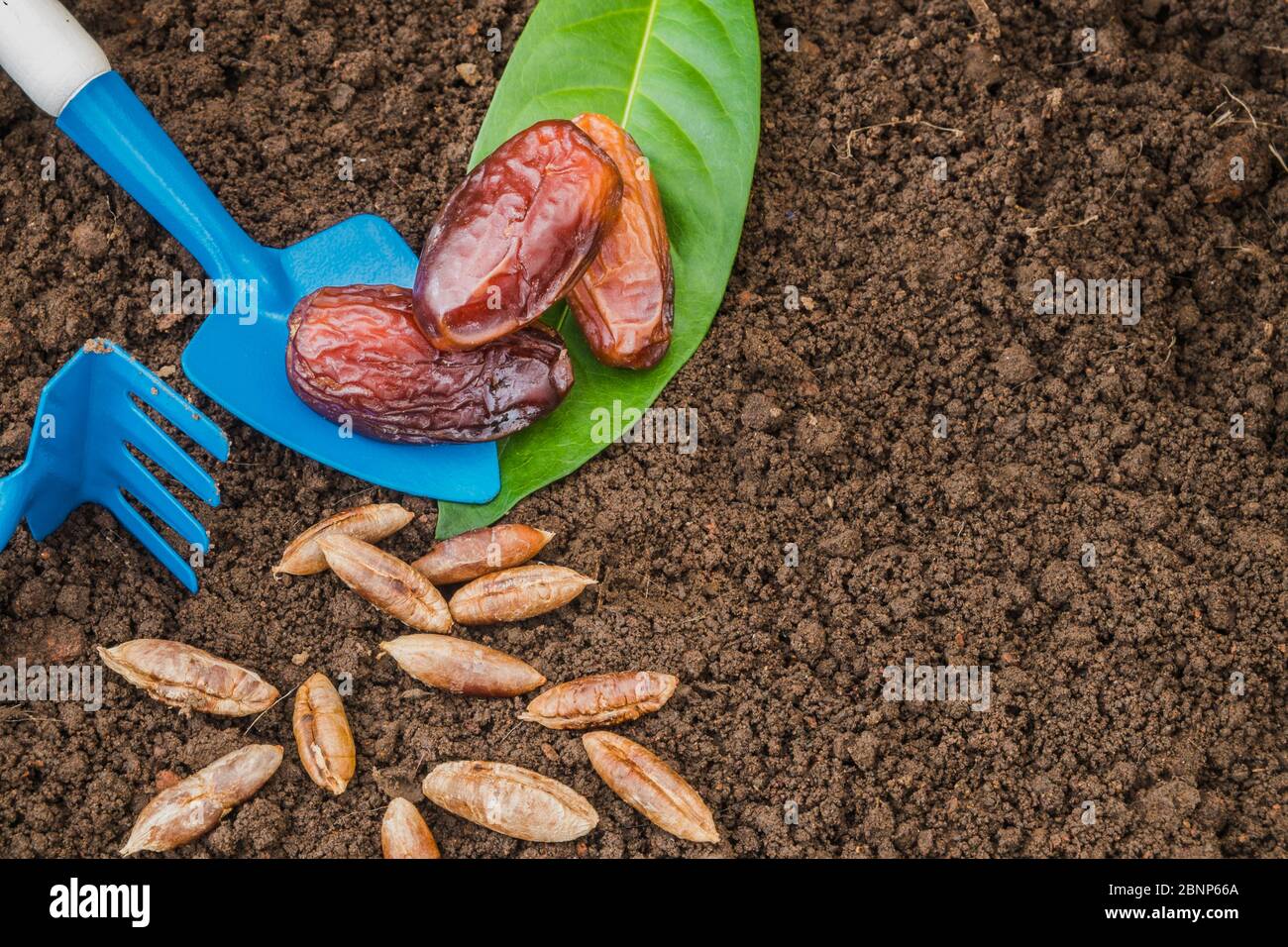 Dates orchard hi-res stock photography and images - Alamy