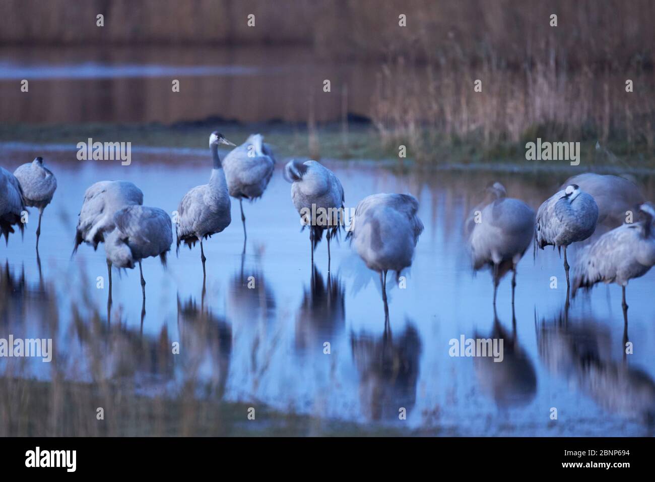 Crane, grus grus, sleeping place Stock Photo - Alamy