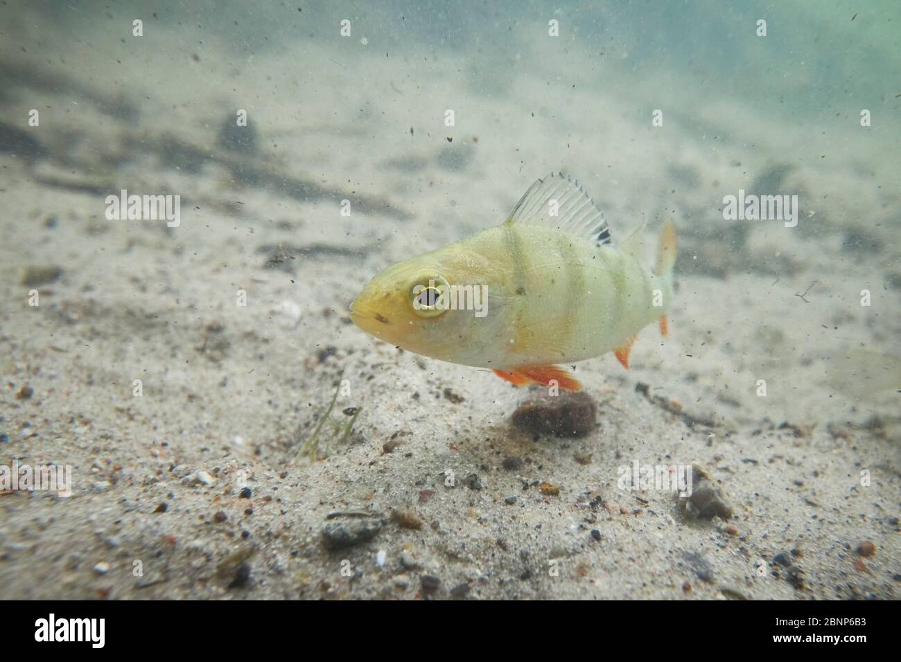 Redfin perch hi-res stock photography and images - Alamy
