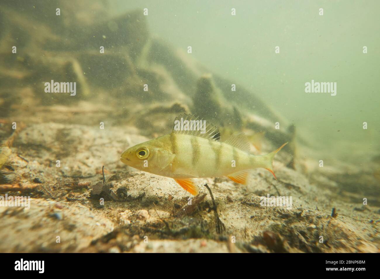 Redfin perch hi-res stock photography and images - Alamy