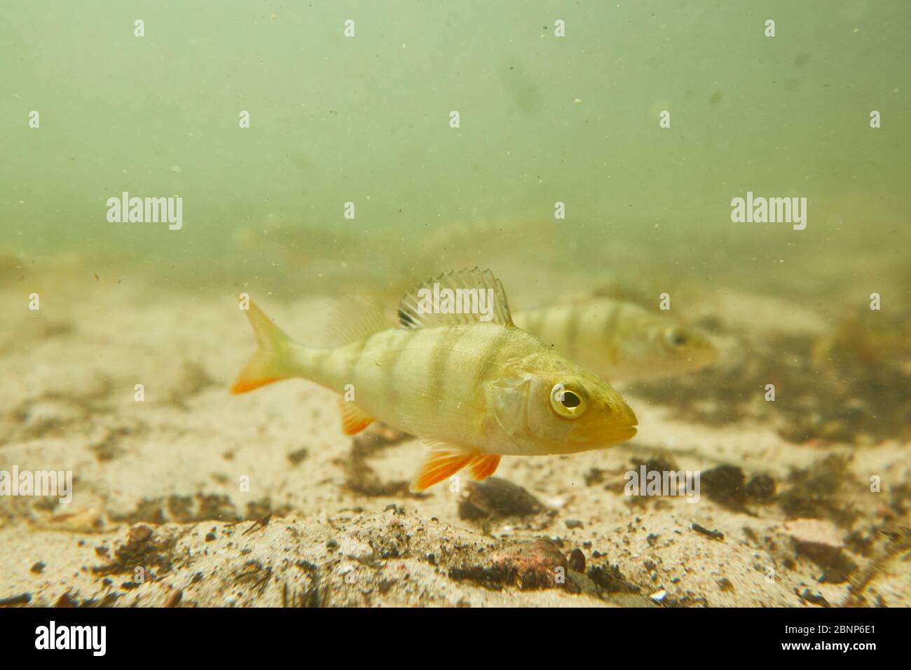 Redfin perch hi-res stock photography and images - Alamy
