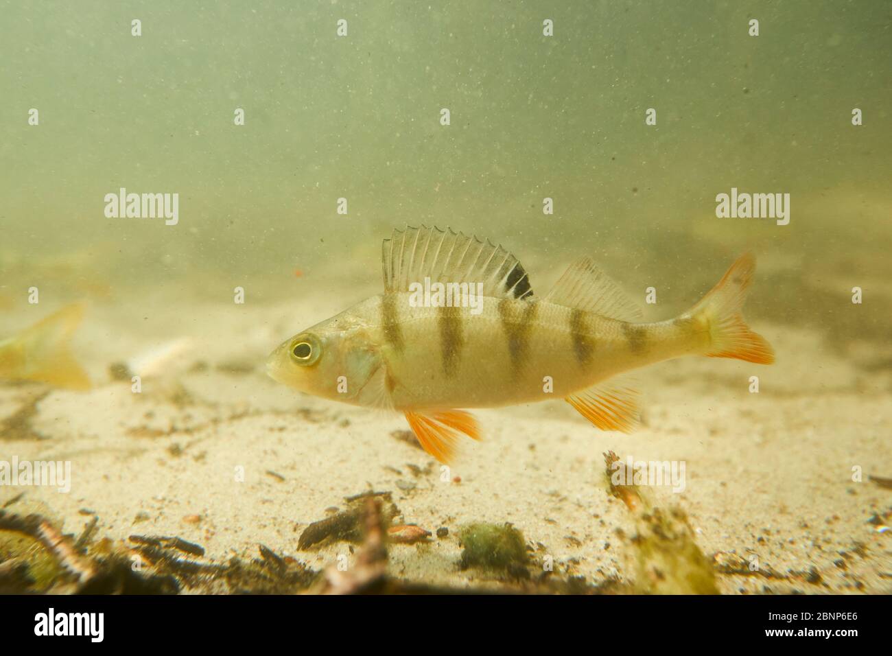 Redfin perch hi-res stock photography and images - Alamy