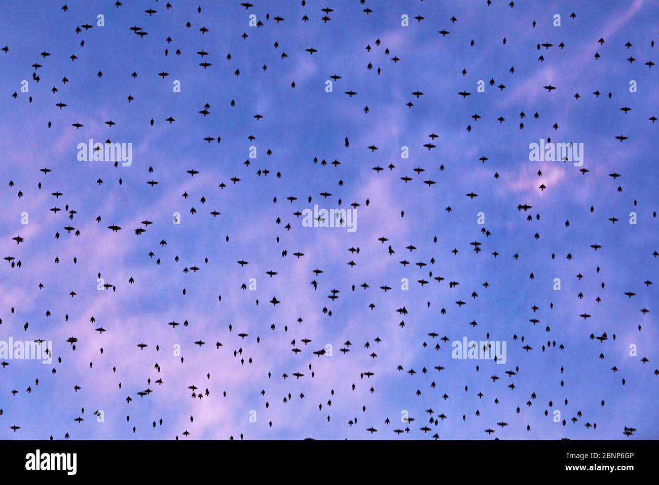 Starling patterns hi-res stock photography and images - Alamy