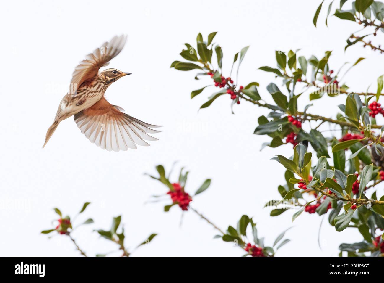 Thrush in flight hi-res stock photography and images - Alamy