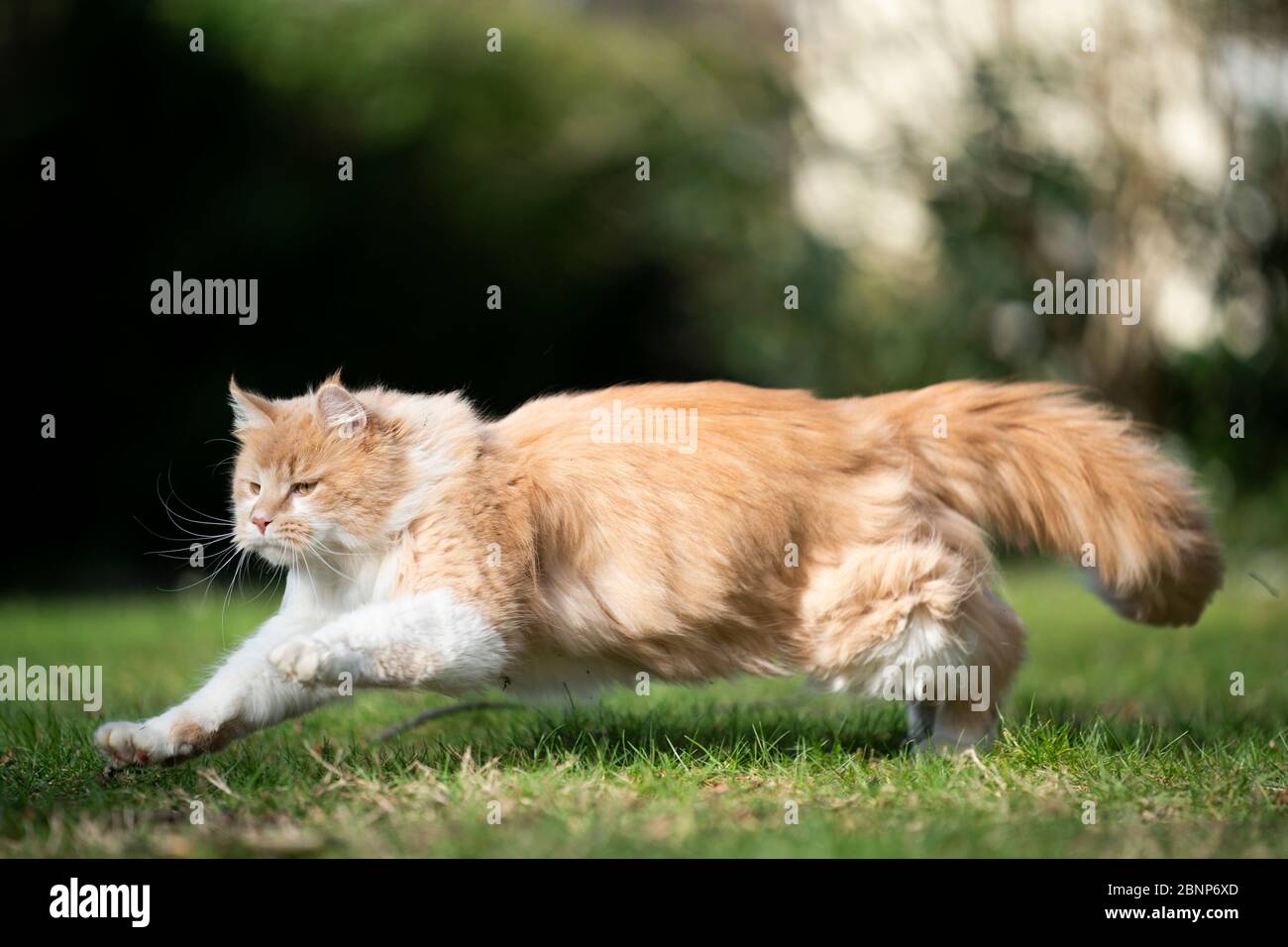 ginger white maine coon cat on the prowl running on lawn outdoors in ...