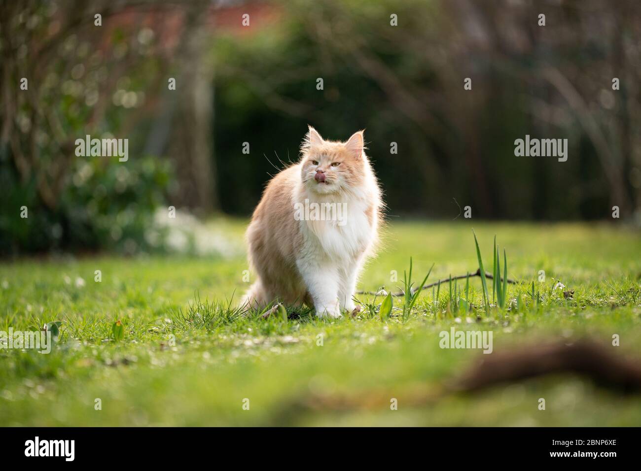cute maine coon cat standing on grass sticking out tongue Stock Photo ...