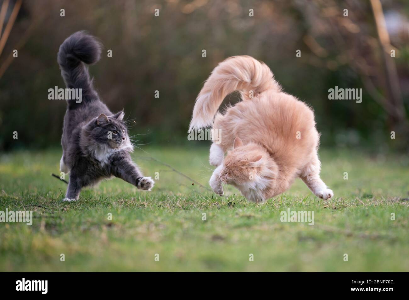 two playful maine coon cats chasing each other outdoors in garden ...