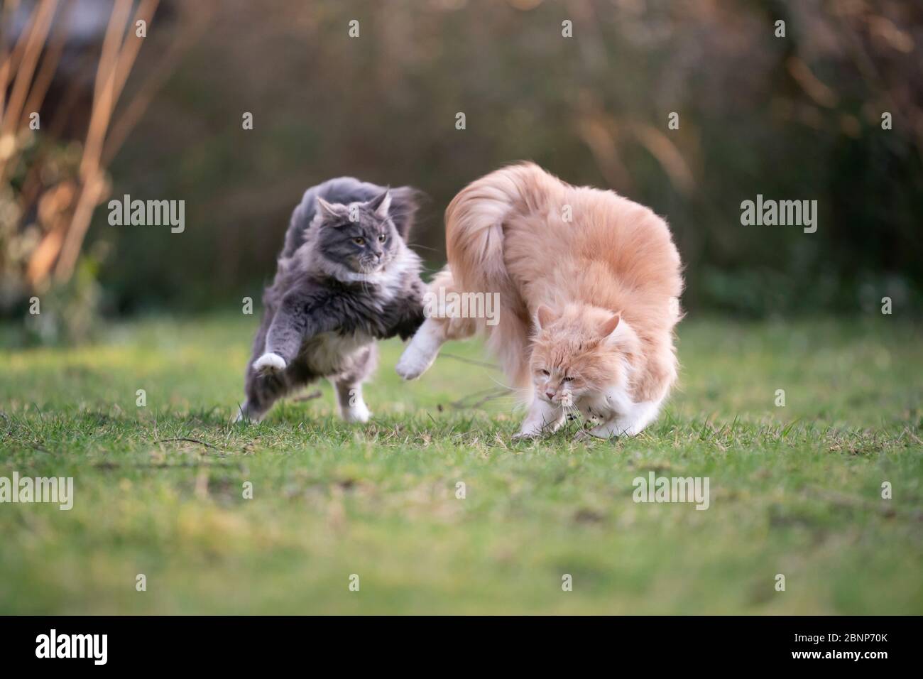 two playful maine coon cats chasing each other outdoors in garden ...