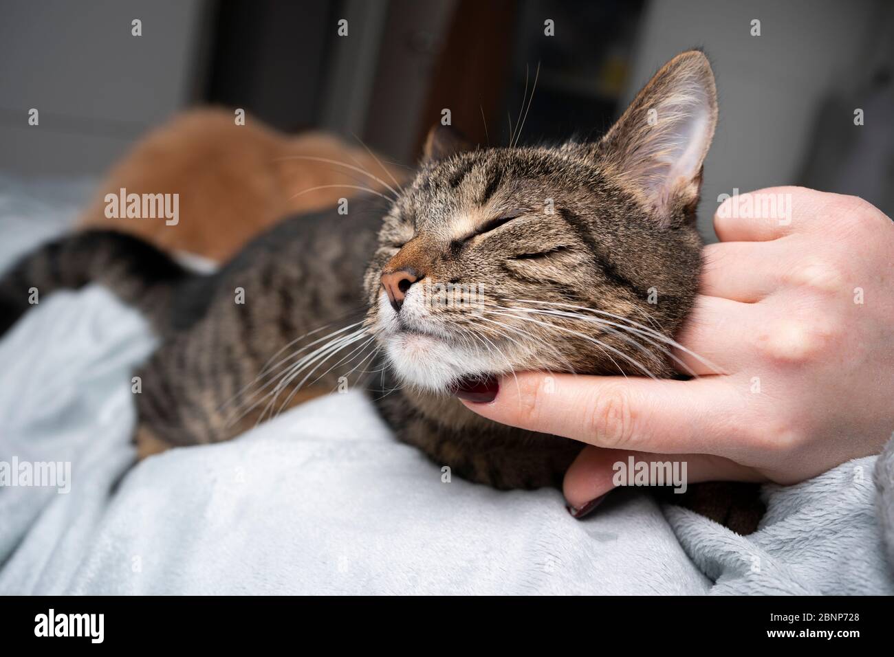 cute tabby cat enjoys being stroked on chin by pet owner in bedroom ...