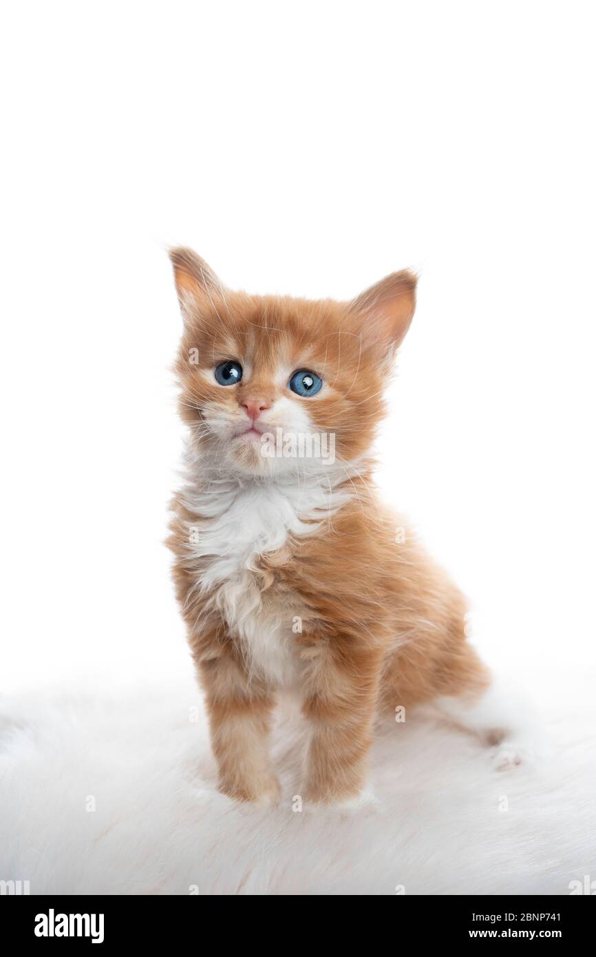 studio portrait of a cute 5 week old ginger maine coon kitten standing ...