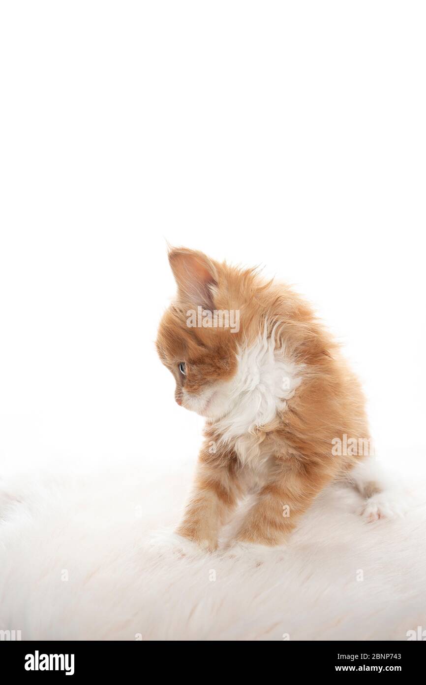 studio portrait of a playful 5 week old ginger maine coon kitten ...