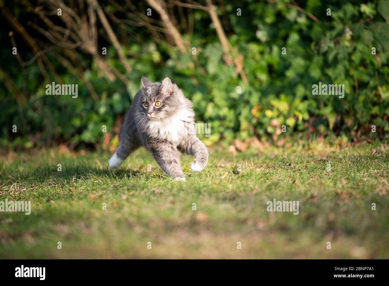 blue tabby maine coon cat outdoors in nature running over grass looking ...