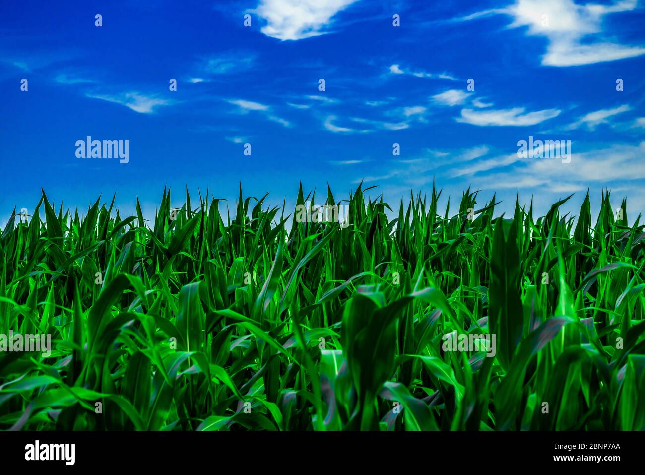 Just before harvest hi-res stock photography and images - Alamy