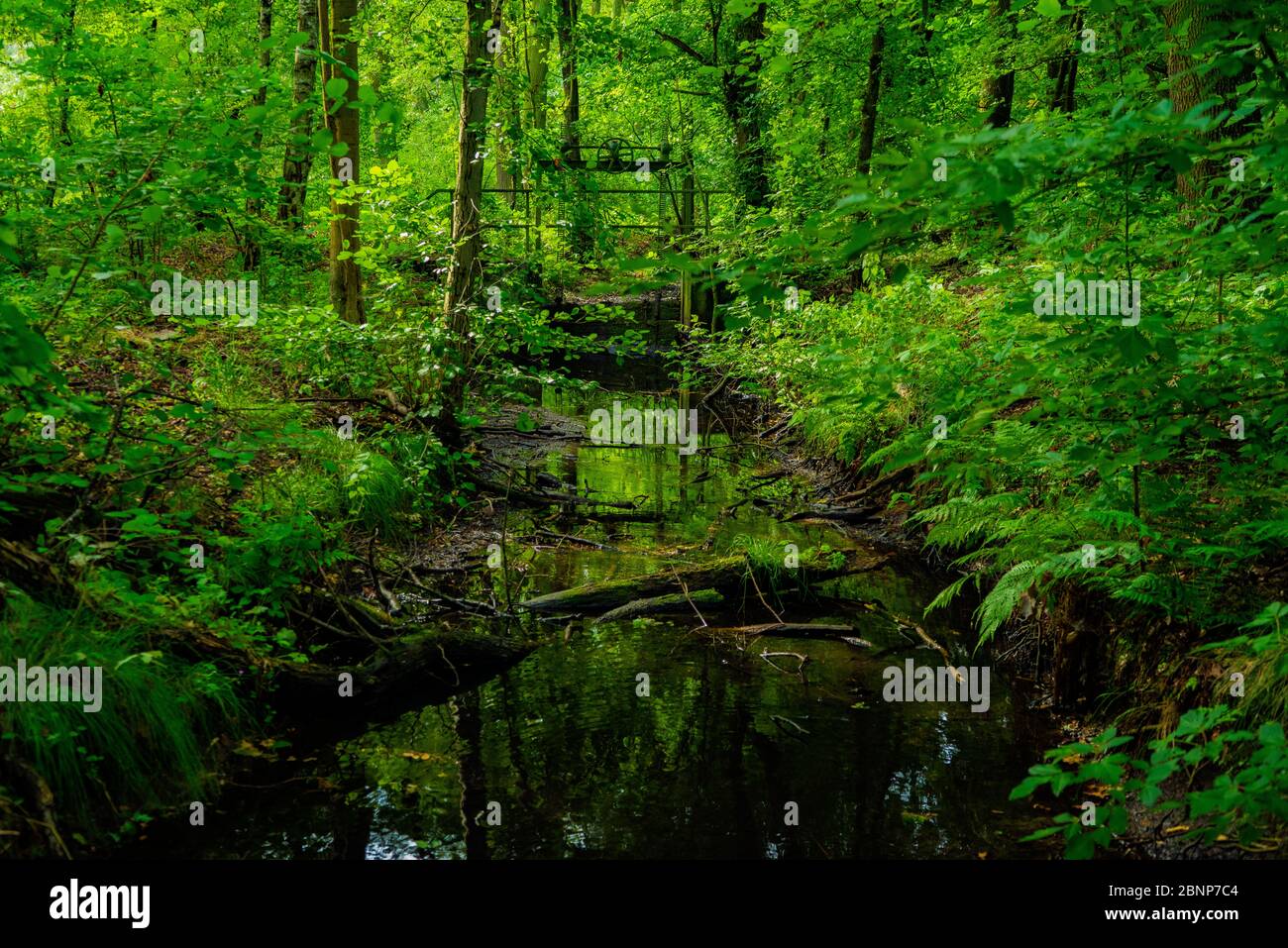 Small river in the forest Stock Photo - Alamy