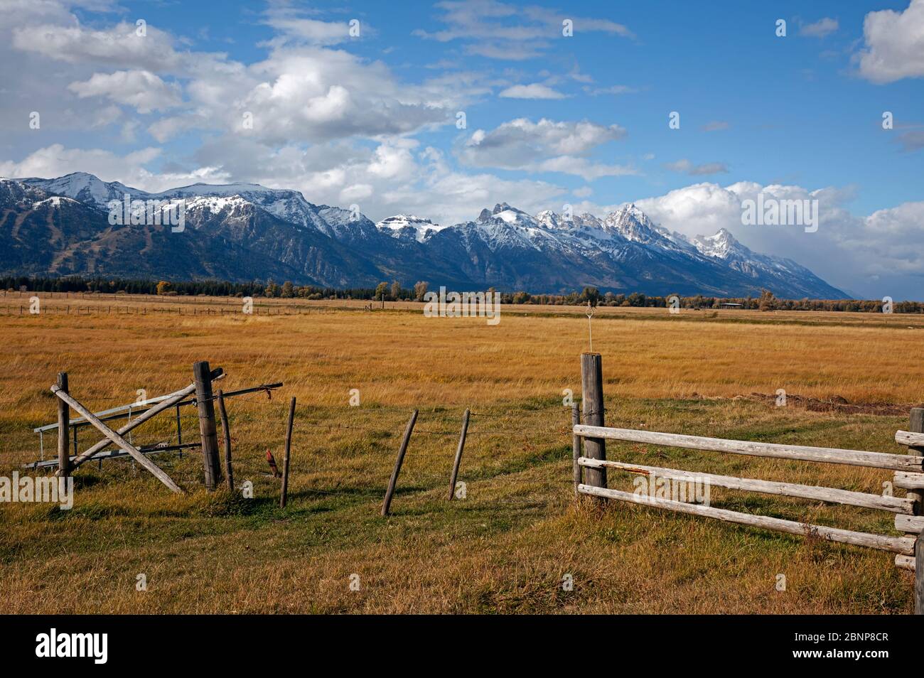 Aspen Trees Jackson Hole Wyoming High Resolution Stock Photography and ...