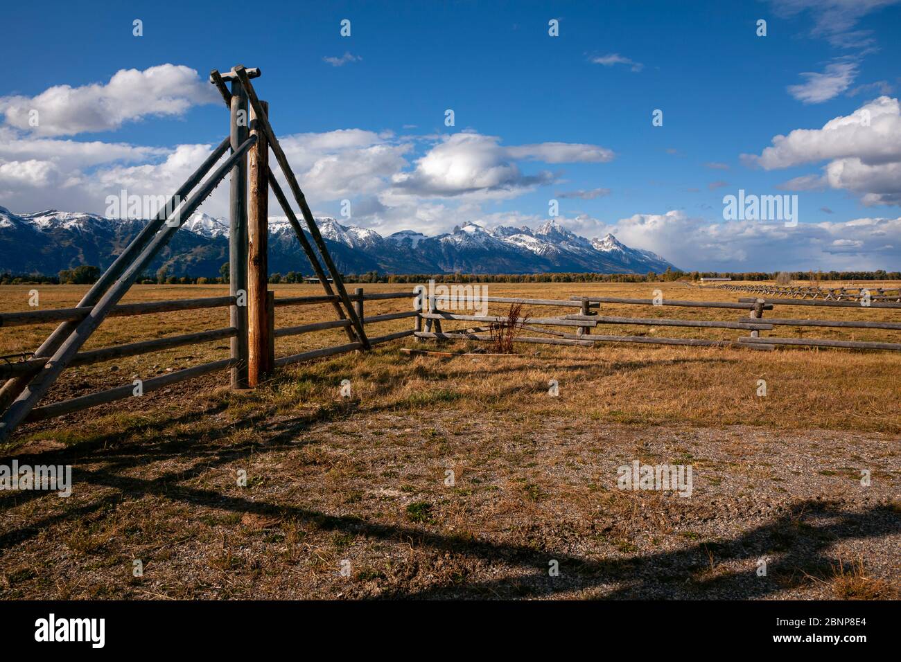 Aspen trees jackson hole wyoming hi-res stock photography and images ...