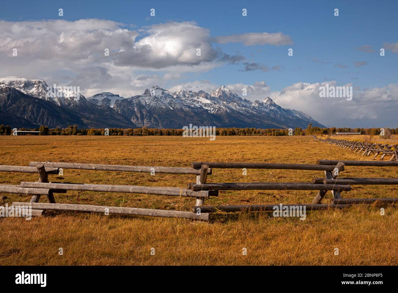 Aspen trees jackson hole wyoming hi-res stock photography and images ...