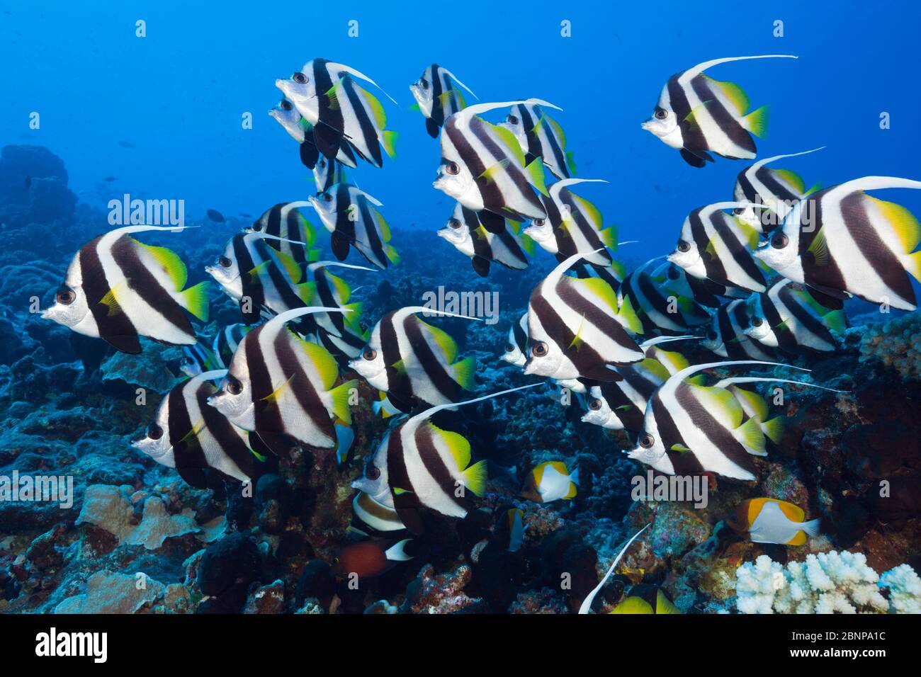 Shoal of Longfin Bannerfish, Heniochus acuminatus, Ahe Atoll, Tuamotu ...