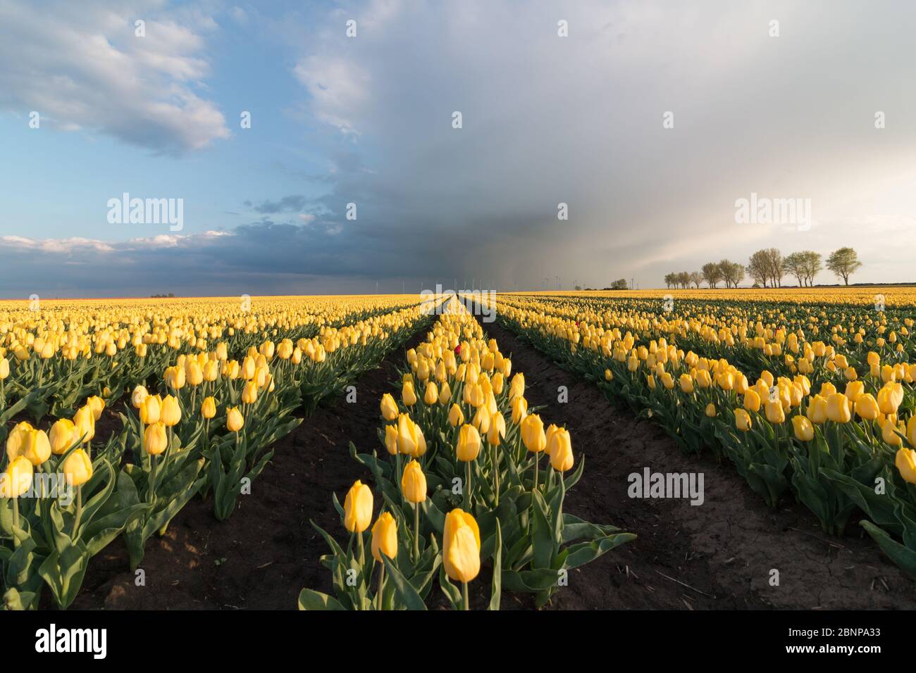 Tulip field agriculture farming hi-res stock photography and images - Alamy