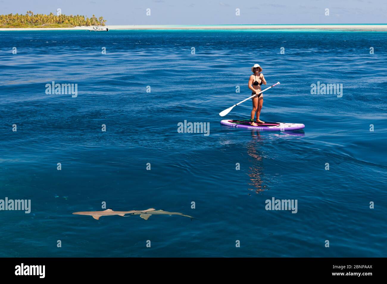 Reef sharks next to woman on stand-up board in the lagoon of Tetamanu ...