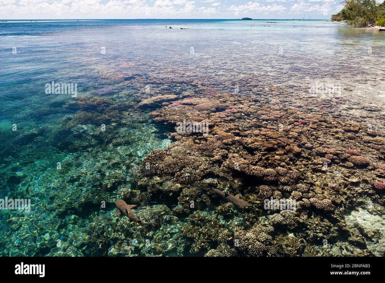 Reef Shark in Lagoon of Tetamanu Village, Fakarava, Tuamotu Archipel ...