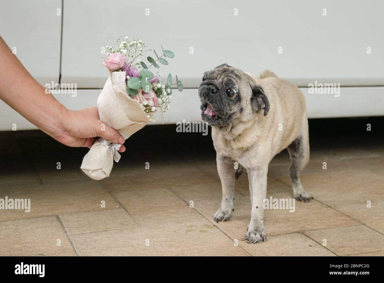 The Proposal Dog