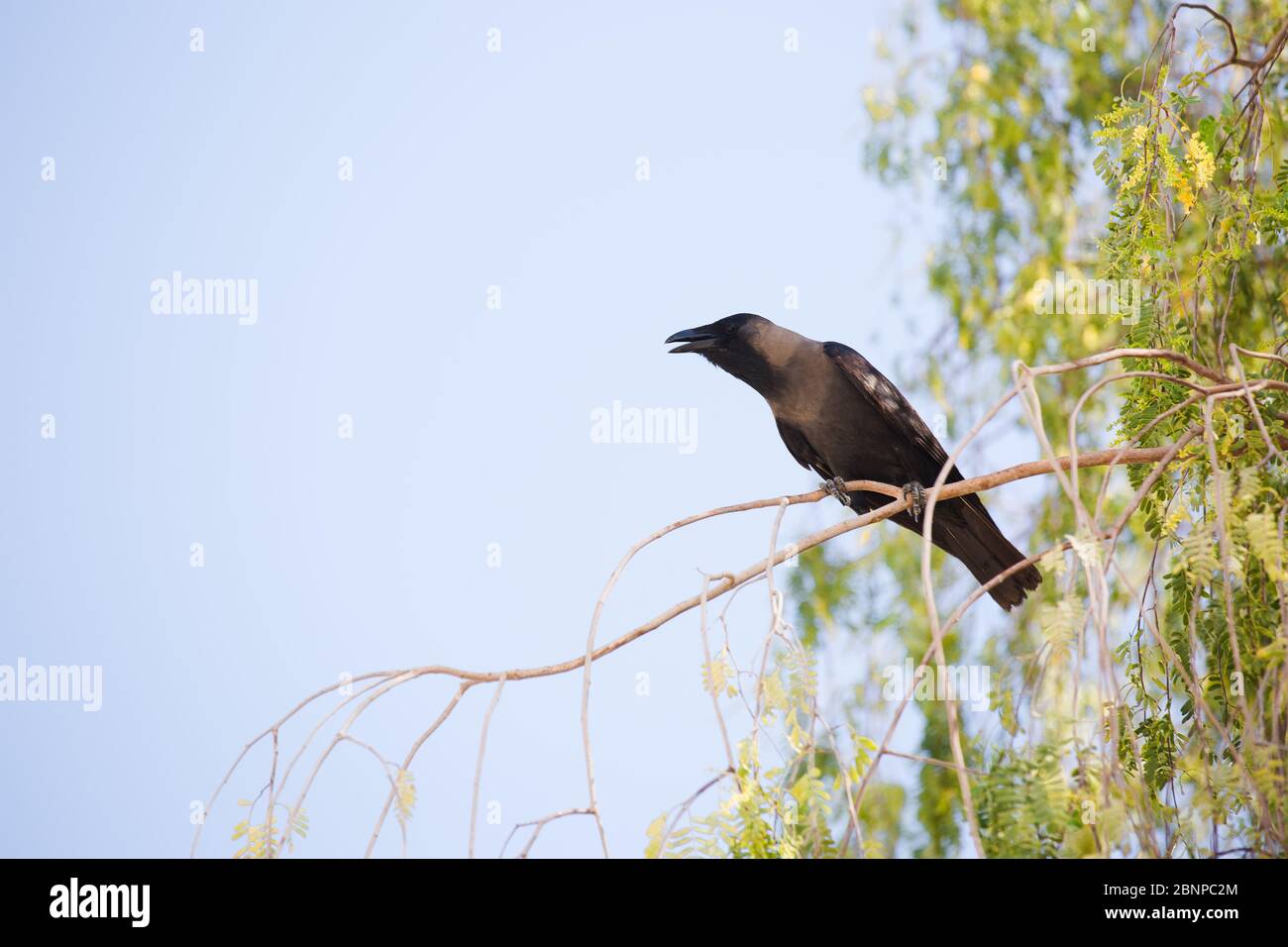Raven eating carrion hi-res stock photography and images - Alamy