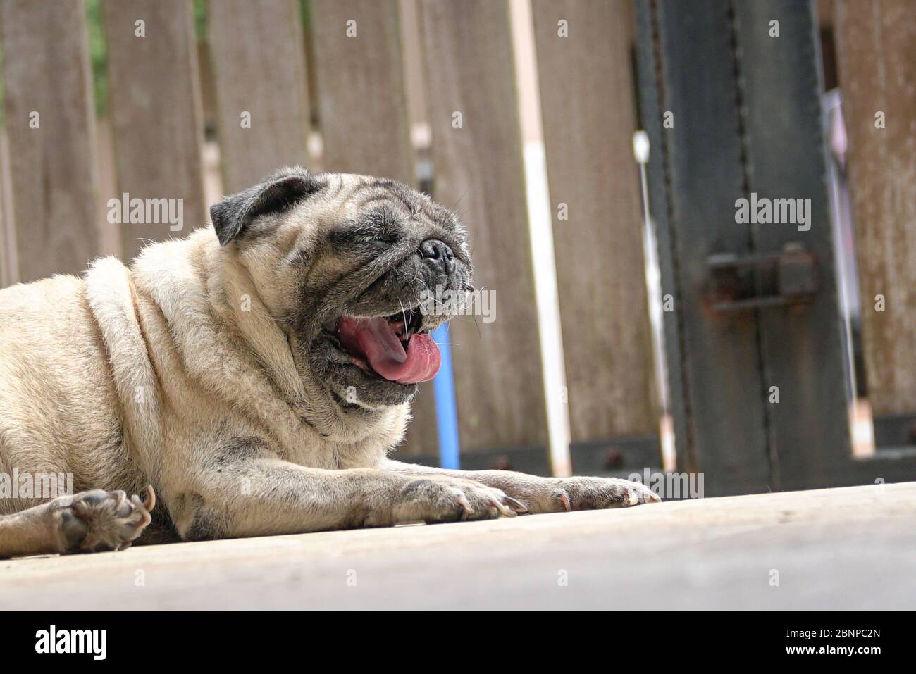 Tired animal sleepy puppy hi-res stock photography and images - Alamy