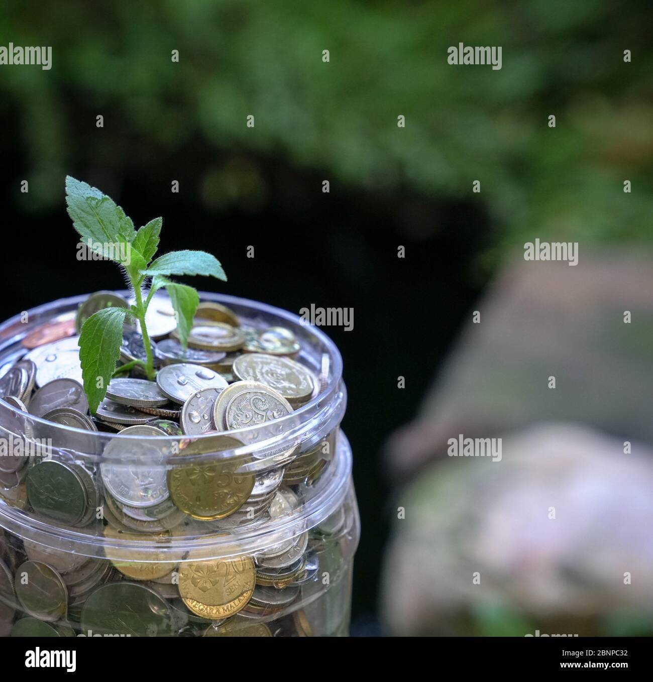 Plant gowing in pot of money or savings coins. Business growth or ...